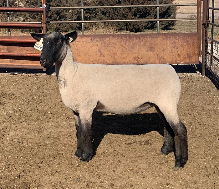 Donors | Burch Livestock, LLC